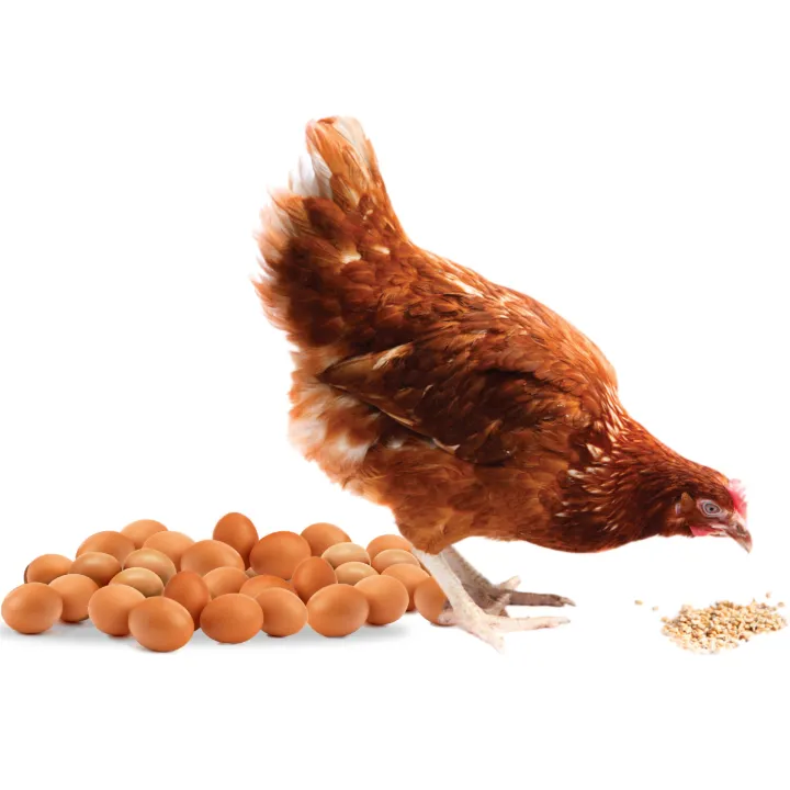 Nourish Layer Layer 1 Poultry Feed 500GM | Daraz.com.bd