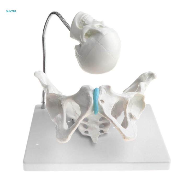 Female Pelvis with Baby Head Pelvic Skeleton Model Lifesize Human ...