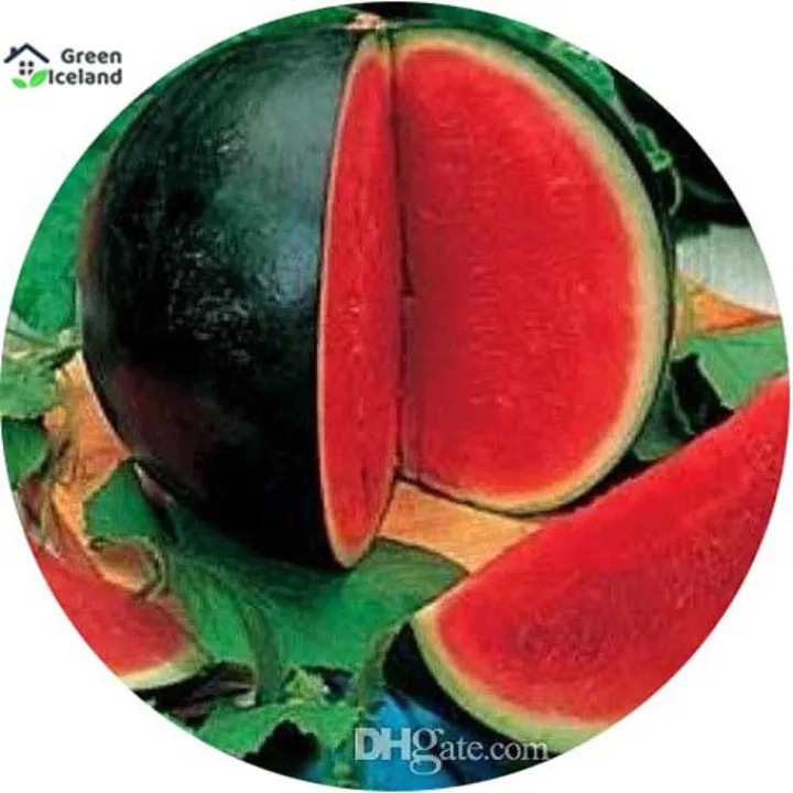 Natural Watermelon Bonsai Seeds - 15 Pcs Seeds | Daraz.com.bd