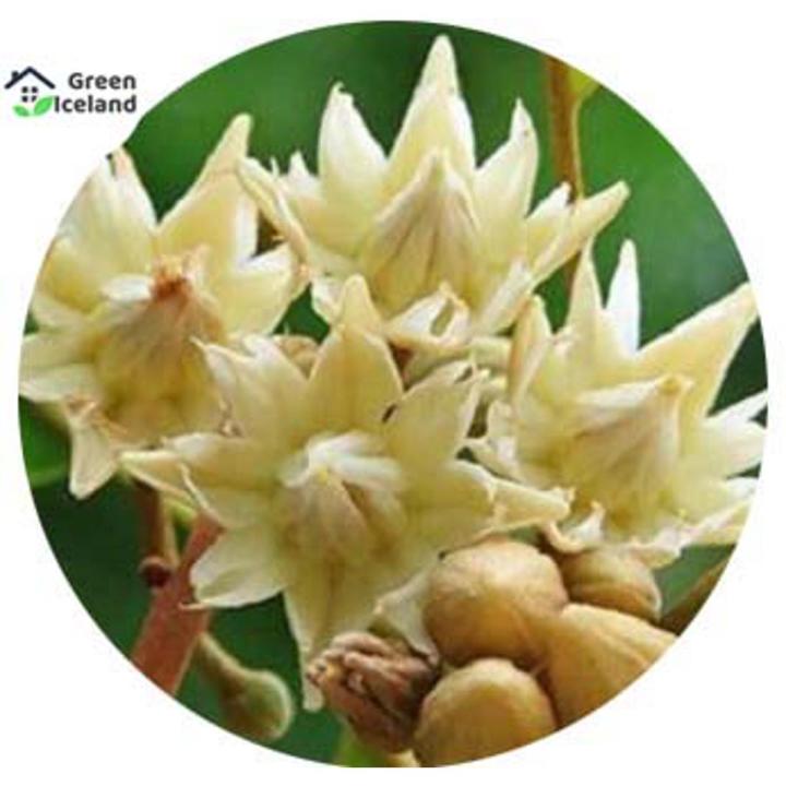 10 Pcs All Season Bakul/Bud Flower Seeds (বকুল ফুল বীজ) | Daraz.com.bd