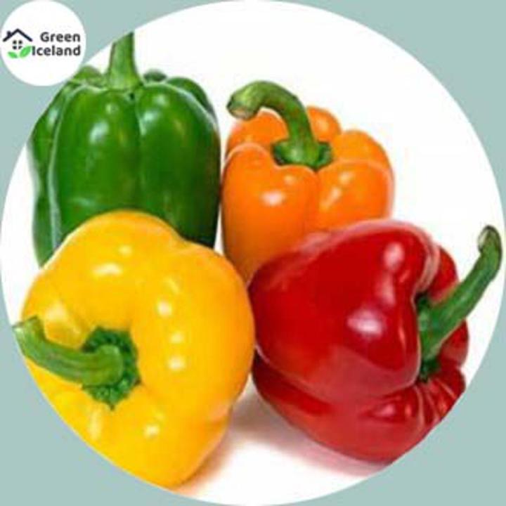 Organic Capsicum Seeds (ক্যাপসিকাম বীজ) - 20 Pcs Seeds | Daraz.com.bd