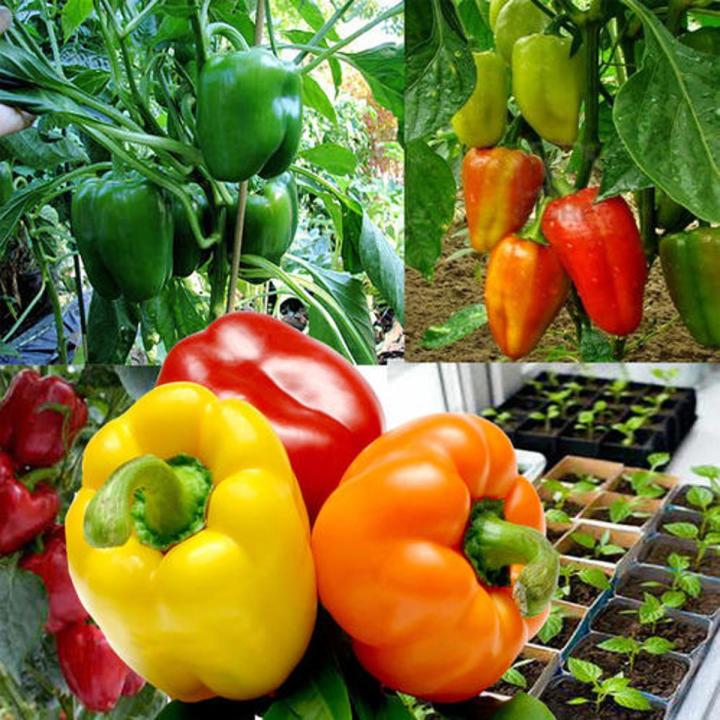 20 Pcs Multicolour Hybrid Capsicum Seeds- 20Pcs seeds | Daraz.com.bd