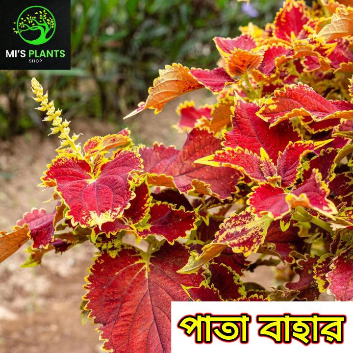 Patabahar/Coleus Various Color Plant [1 Piece Cutting] MI's Plants ...