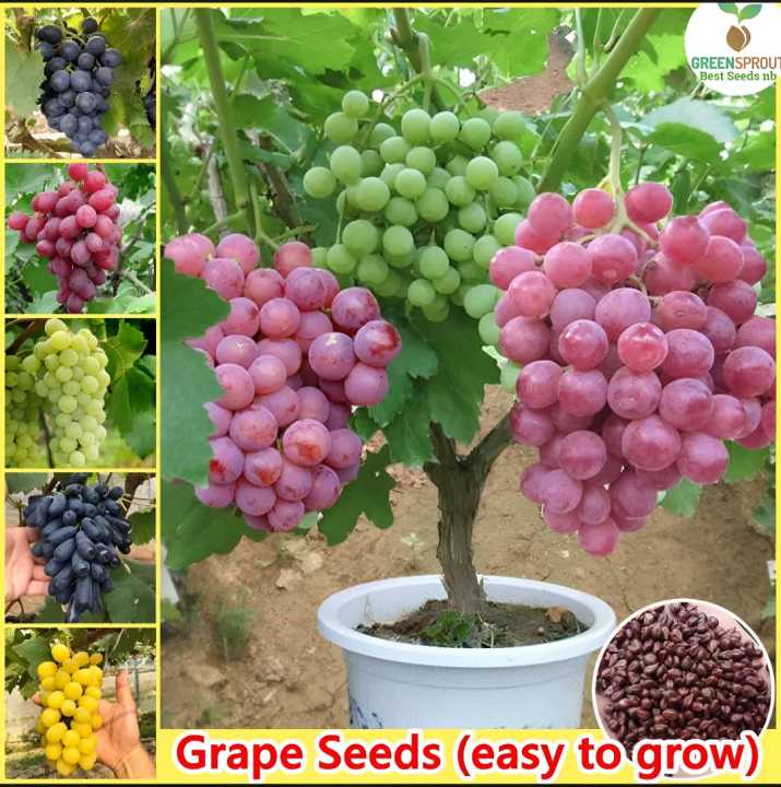 All Season Sweet Mixed Grape 20+ Seeds | Daraz.com.bd