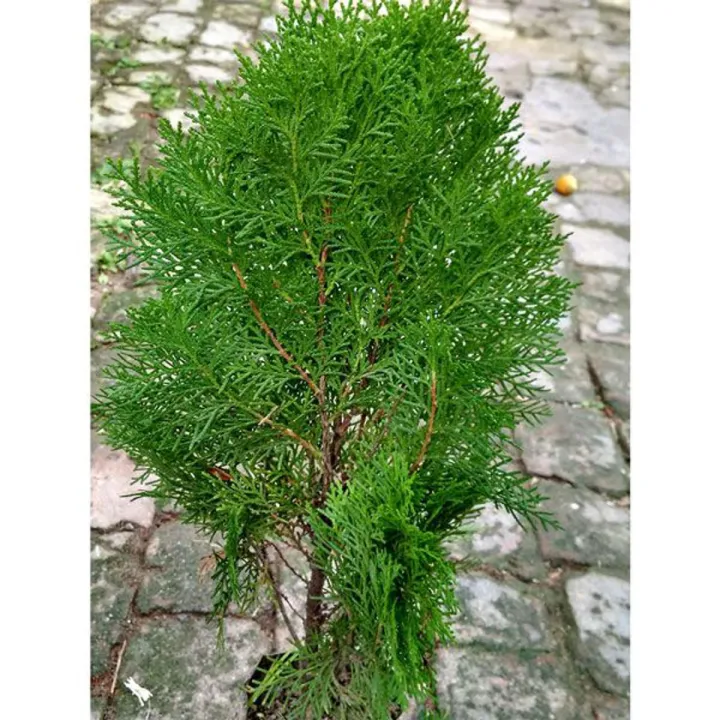 20 Pcs Thai Jhau Tree Plant Seeds - 20 Pcs Seeds | Daraz.com.bd