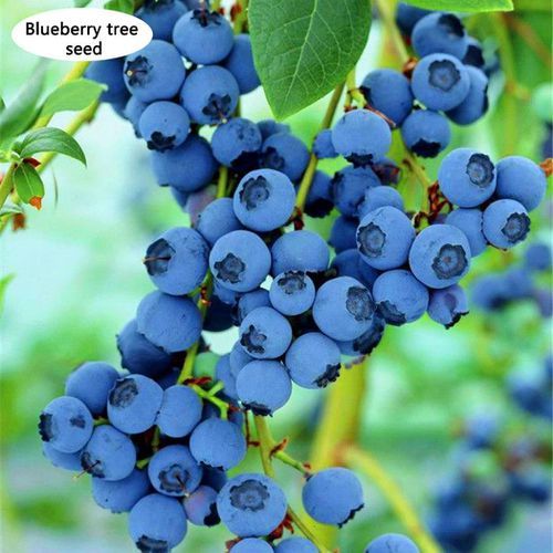 Blueberry Bonsai Fruit Tree Seeds- 10 Pcs seeds | Daraz.com.bd