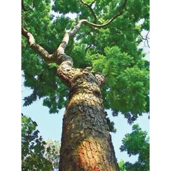 Chambul Tree Seeds (চামবুল গাছের বিজ (ডেউয়া)) -২০ পিস | Daraz.com.bd