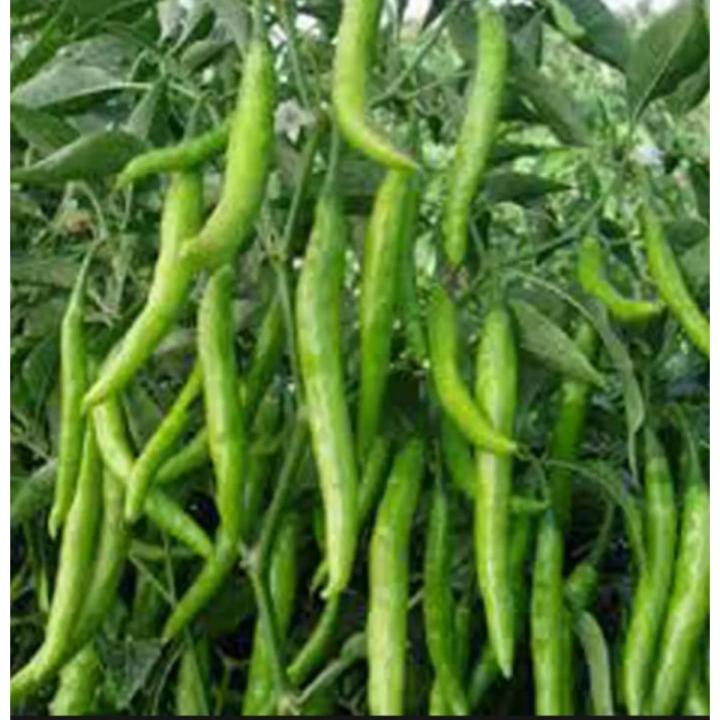 Baromasi Chili Seed / Seed - 40 pieces | Daraz.com.bd