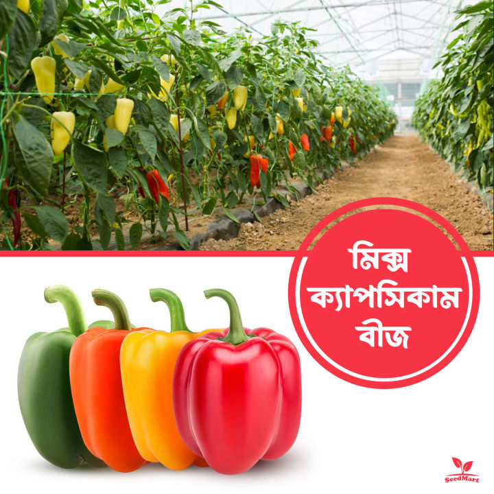Mix capsicum seed 10 pice + gift | Daraz.com.bd