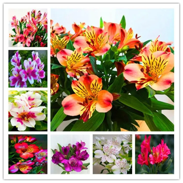 Dwarf Eustoma bonsais Spring Sowing Autumn bonsais Indoor Flowers ...