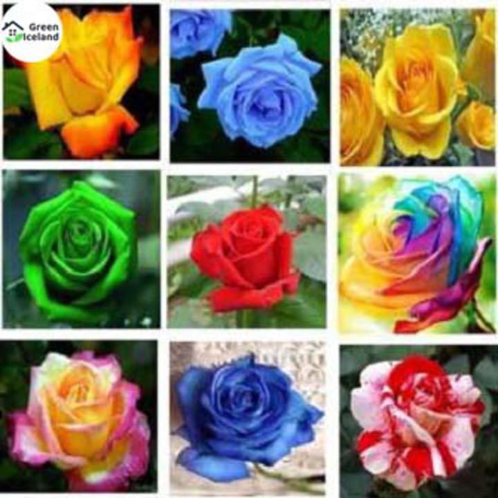 30 Pcs Global Mix Colour Roses Flower Seeds (??????????? ????? ???)- 30 ...