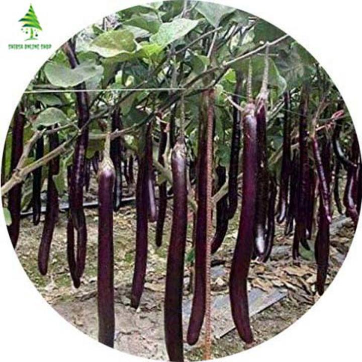Long Brinjal Seeds - 20 Pcs Seeds | Daraz.com.bd