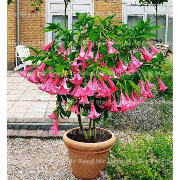 100 Pcs Bonsai Flower Plant Brugmansia Datura Plant Rare Flower Potted ...