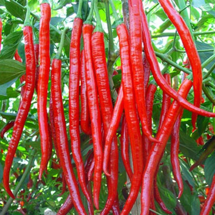 30+ Pcs Organic Hybrid Long Long Spaicy Red Chili Seeds | Daraz.com.bd