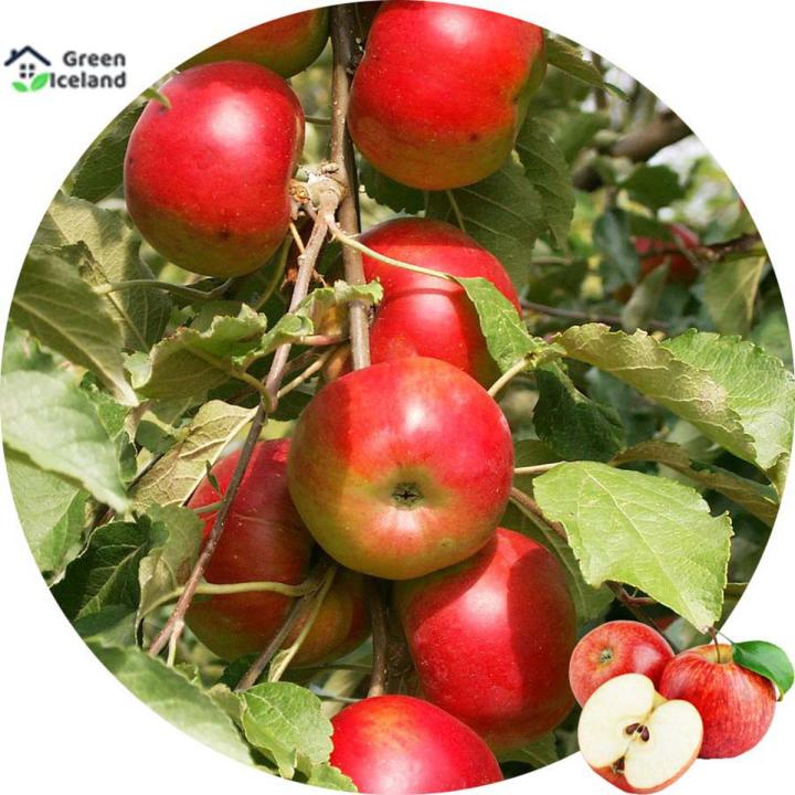 Organic Apple Seeds (???? ???) - 10 Pcs Seeds | Daraz.com.bd