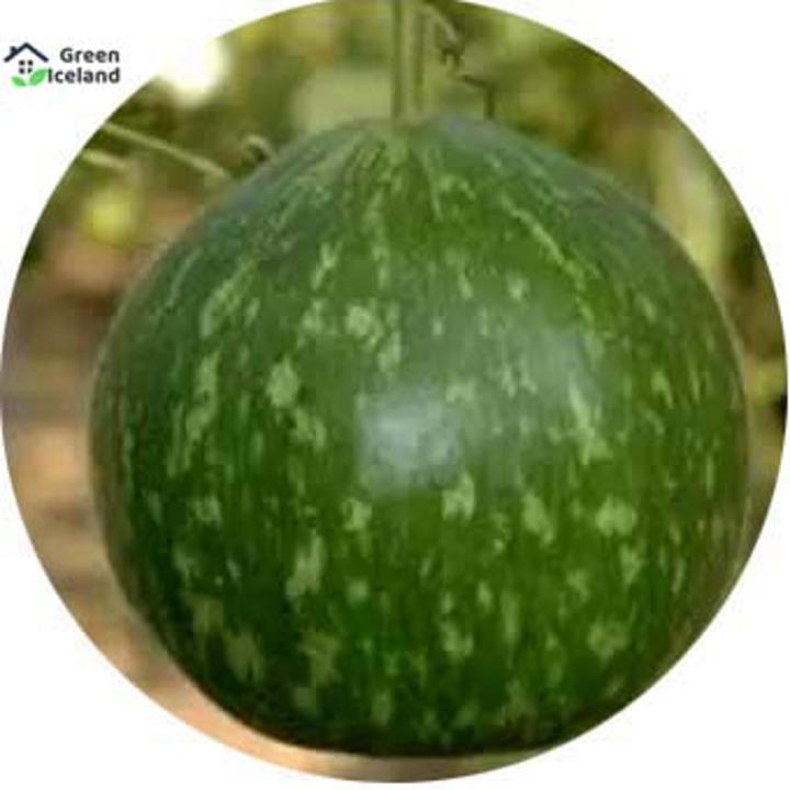 Round Gourd / Lau Seeds- 10 Pcs Seeds | Daraz.com.bd
