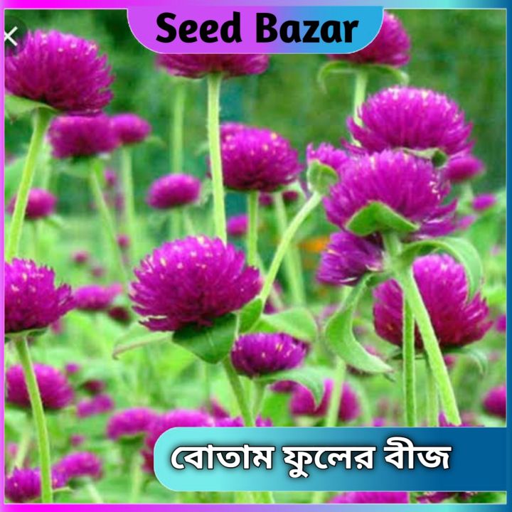 Botam (ester) flower seeds 20 pice + gift | Daraz.com.bd