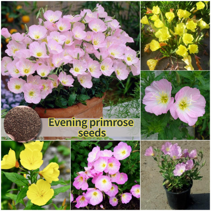 [Easy to grow ] Beautiful Evening Primrose Seeds Flower Seeds for ...