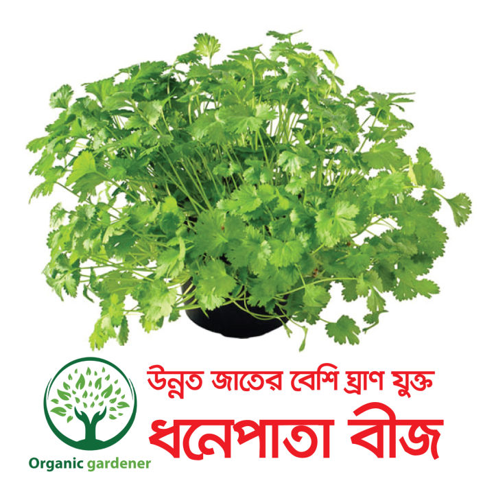 Imported Dhoniya Pata Coriander Seeds - 1000 Pieces | Daraz.com.bd