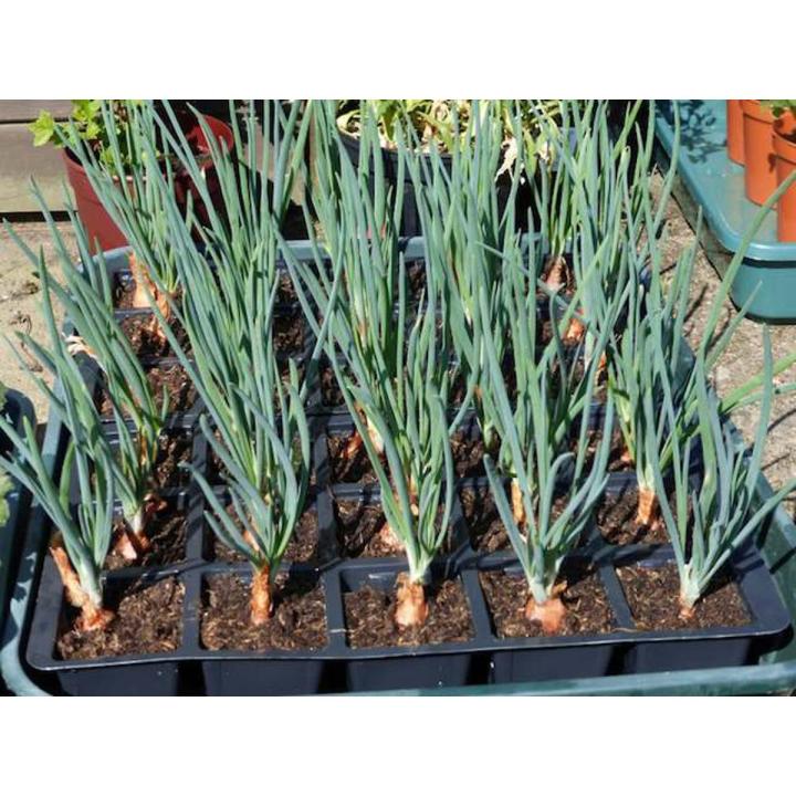 Four Seasons Pakistani Onion Seed 60 Pieces | Daraz.com.bd