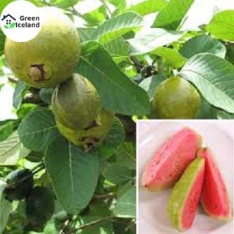 Rare Guava Seeds (পেয়ারা বীজ) - 20 Pcs Seeds | Daraz.com.bd