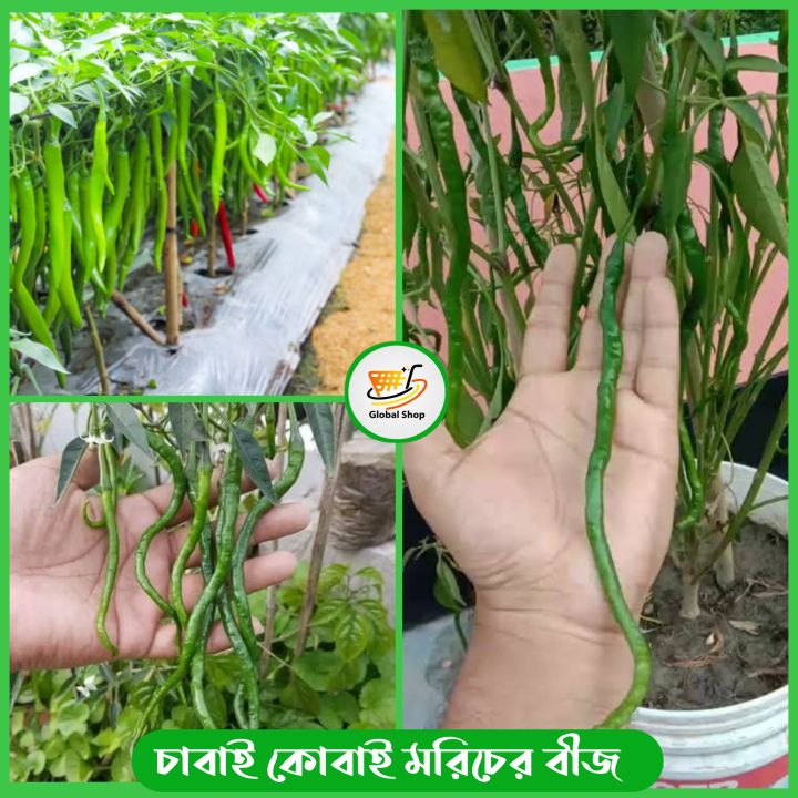 All Season Chabai Cobai Chili Seeds 25 + gift | Daraz.com.bd