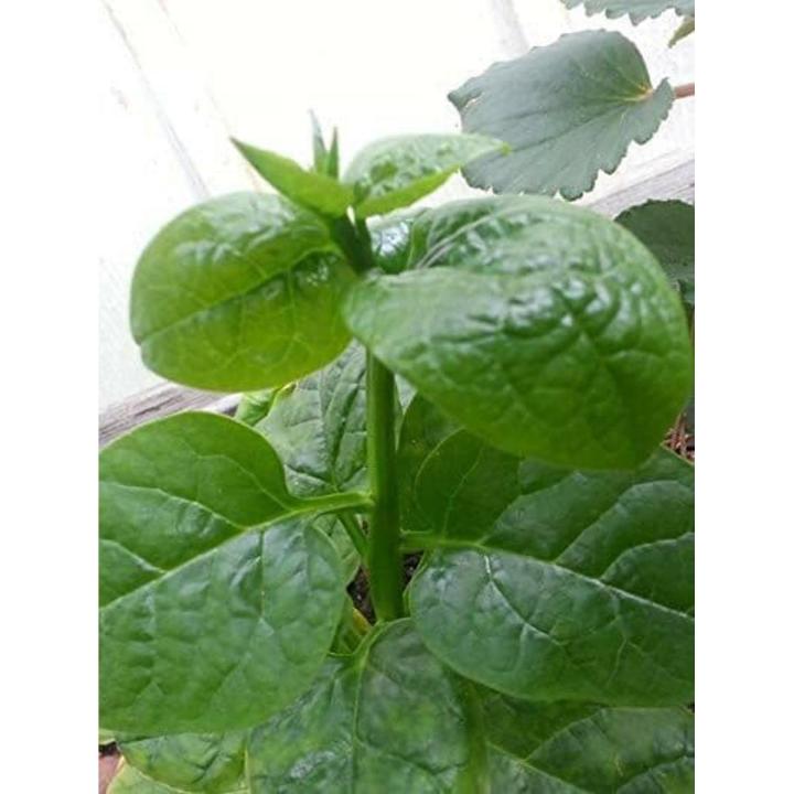 Intact Packet Puishak/Malabar Spinach Seeds All Season-2 Paket | Daraz ...