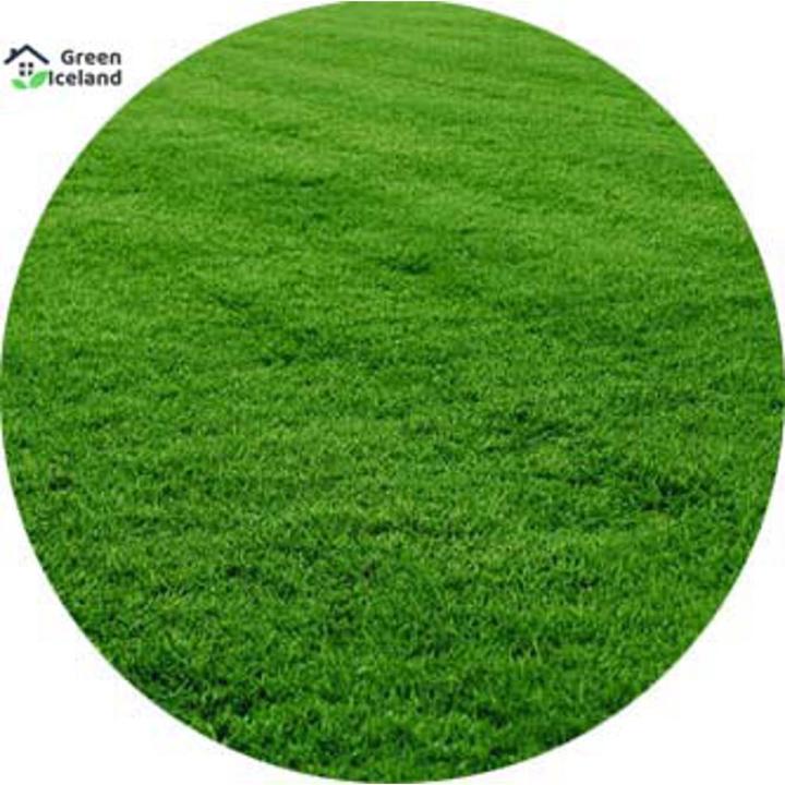 Lawn Grass Seeds - 200+ Pcs Seeds | Daraz.com.bd