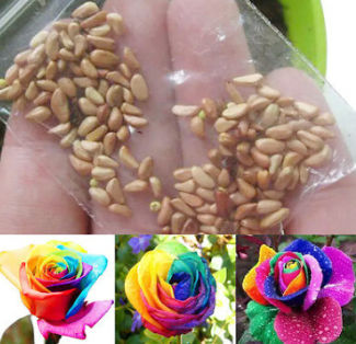30 pcs Rainbow Rose Flower Seeds Rose Seeds - 30 Pcs | Daraz.com.bd