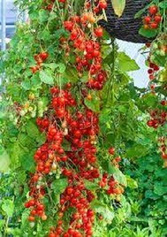 Climbing Tomato Edible Tomato Bonsai Vegetable Plants Food Bonsai Pot ...