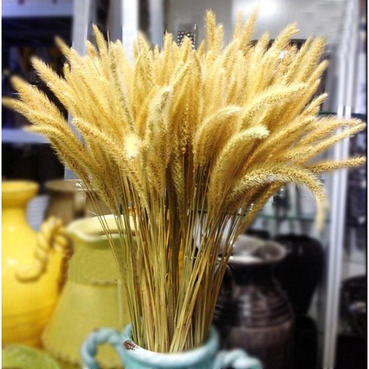 20pcs dried pampas grass natural phragmites&reed flowers&bulrush ...