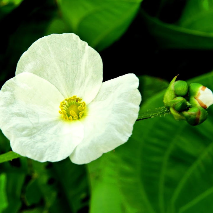 Mexican Sword / Radican Sword / Creeping Burhead / Echinodorus ...