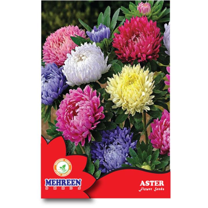 ASTER FLOWER SEEDS, INTAKE PACKET - 20 SEEDS | Daraz.com.bd