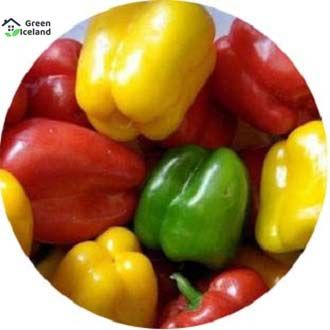 Mixed Colour Capsicum Seeds - 20 Pcs Seeds | Daraz.com.bd