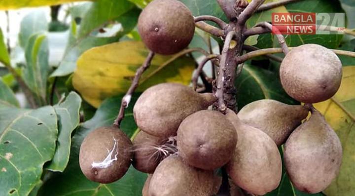 Deaf tree seeds 10 pcs (বহেরা গাছ seeds) | Daraz.com.bd