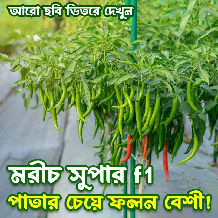 Hybrid morich super f1 Chilli 20 seeds. Bumper yield and sensational ...