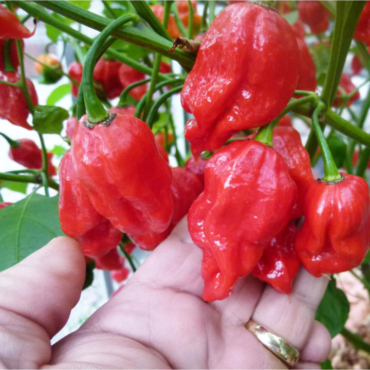 Naga Chilli-25 unit Seedas | Daraz.com.bd
