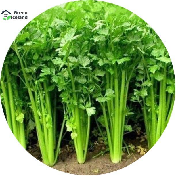 Global Dhoniya Pata Seeds - 50 Pcs SeedS | Daraz.com.bd