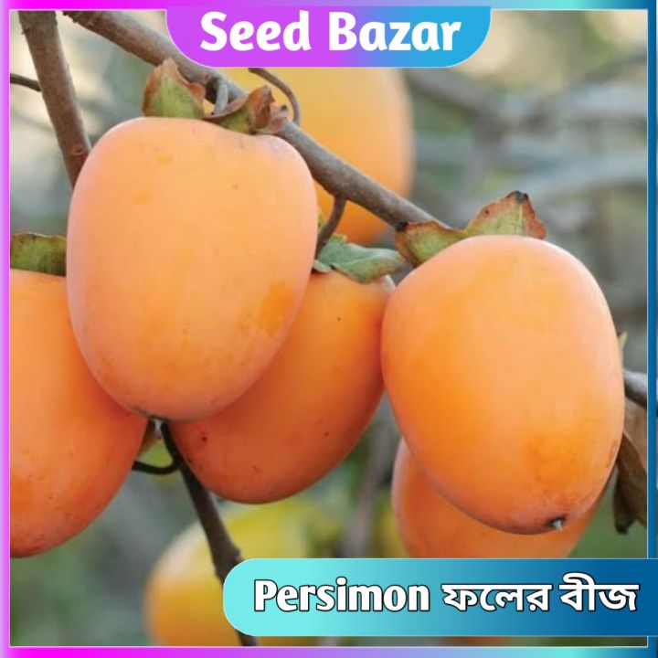 Hybrid persimom fruits seeds 3 pice + gift | Daraz.com.bd