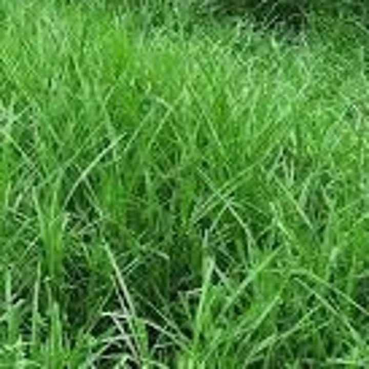 Gini Grass 500 pse | Daraz.com.bd