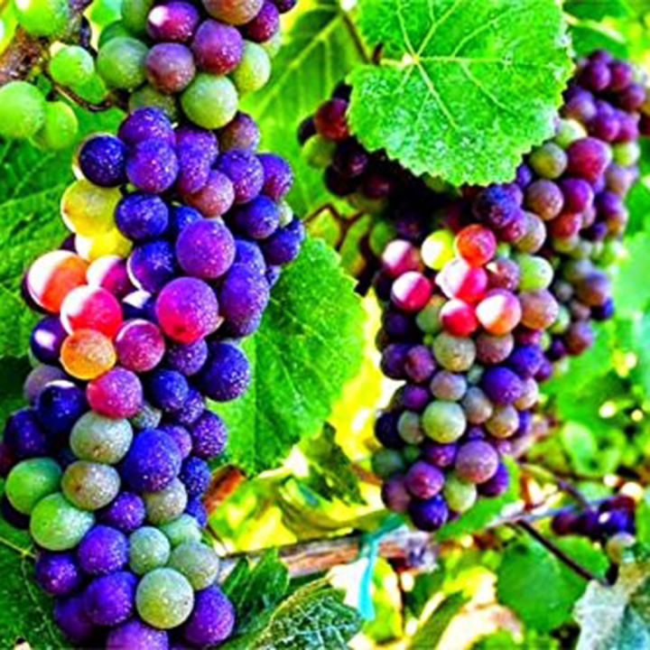 All Season Multi Colour Grape Seeds- 20 Pcs Seeds | Daraz.com.bd