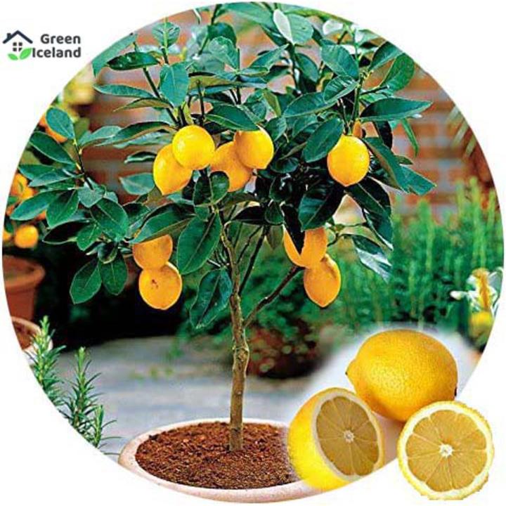 Dwarf Lemon Tree Seeds - 10 Pcs Seeds | Daraz.com.bd