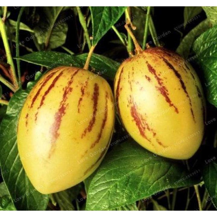 Mini Sweet Melon Bonsai Melon Tree Non GMO-Organic Fruit And Vegetable ...