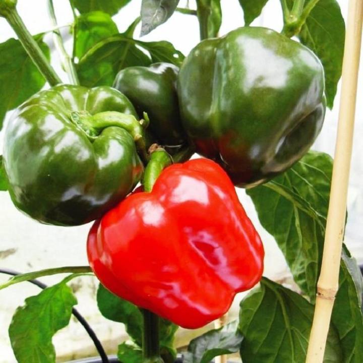 Omaxe Mixed Color Capsicum Seed - 10 Pcs | Daraz.com.bd