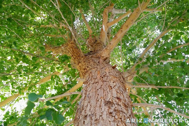 Sisoo Tree Seeds- 30Pcs seeds | Daraz.com.bd