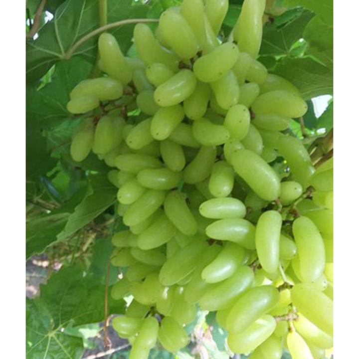 10 Pcs/bag Rare Long Green Grape Organic Fruit Natural Grapes Seeds Tob ...