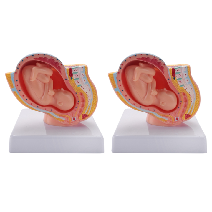 2X Human Pregnancy Fetal Development 9Th Month Embryonic Pelvic Model ...