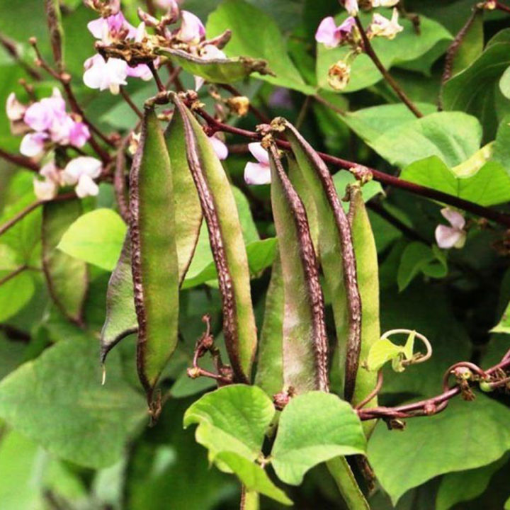 All season Epsha Seem seeds 15 pcs (Repack & Gift- 3 items seed ...