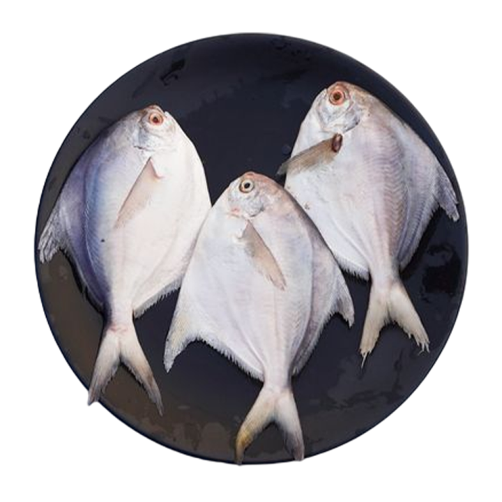 Fresh Sea Fish Imported Rupchanda (8-10 Pcs) 1000g | Daraz.com.bd