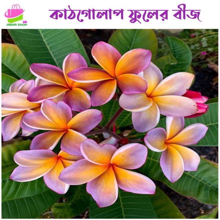 Imported Kath Golap Flowers Seeds 2 Pis + gift | Daraz.com.bd